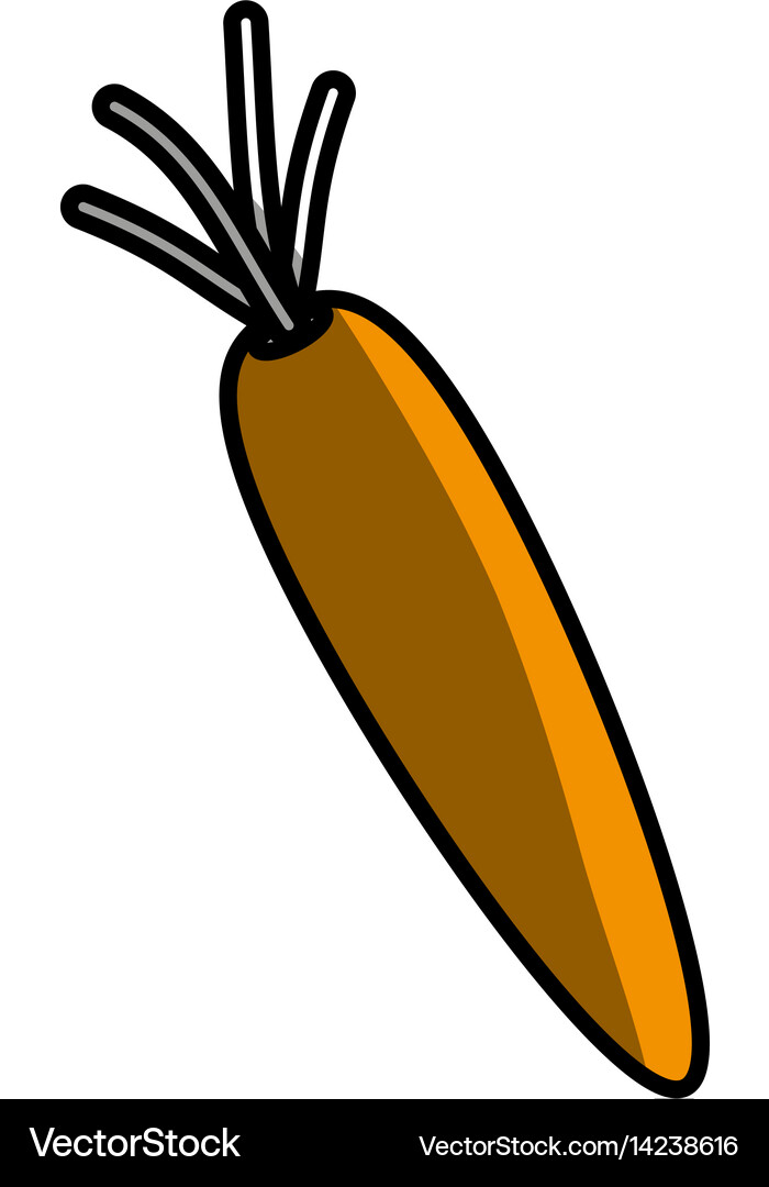 Carrot food fresh picnic shadow Royalty Free Vector Image