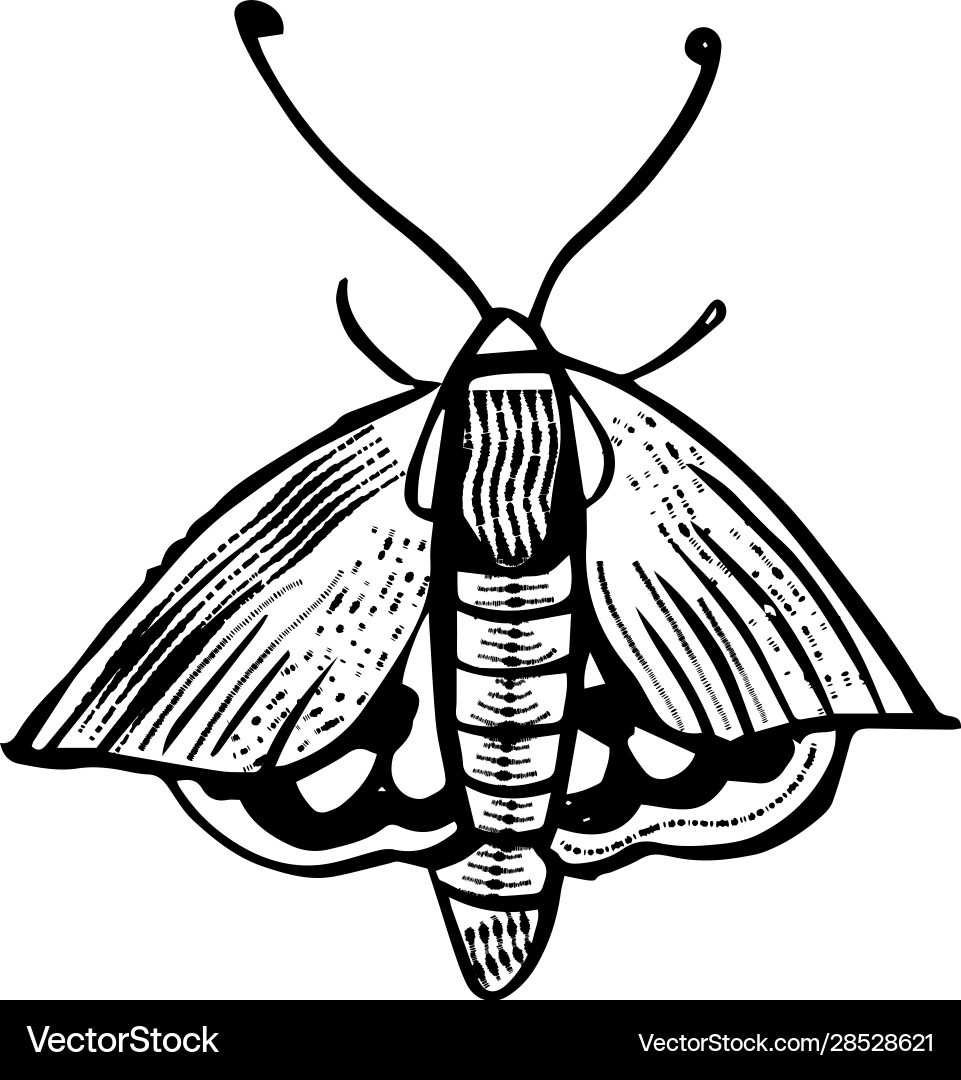 Moth butterfly engraving Royalty Free Vector Image