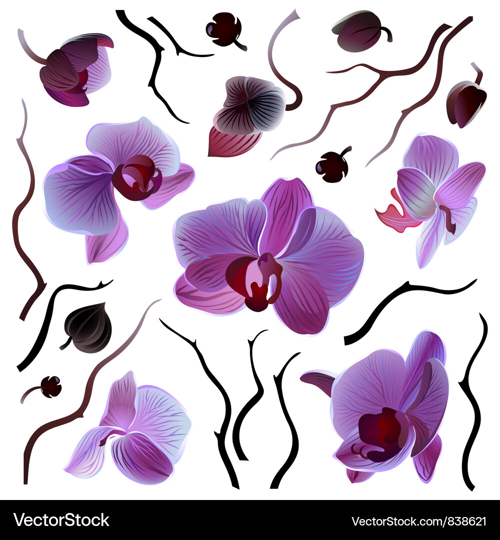 Set of isolated orchids for your design Royalty Free Vector