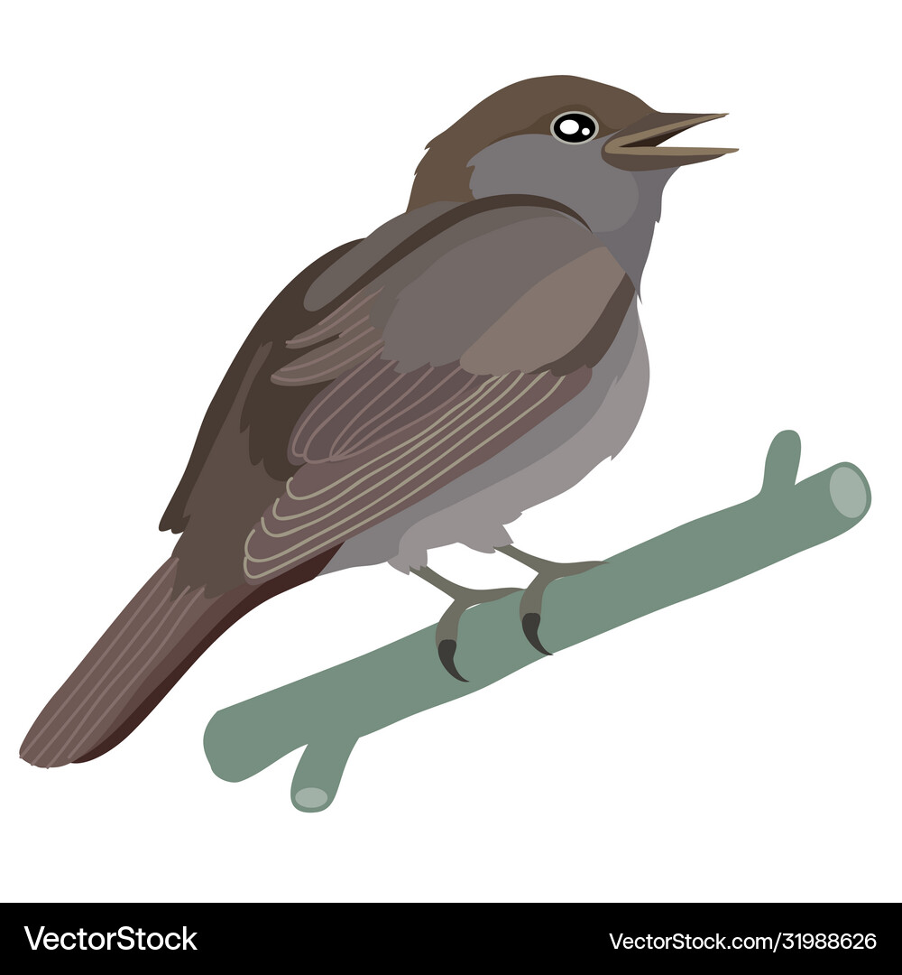 Nightingale bird in natural style isolated object Vector Image
