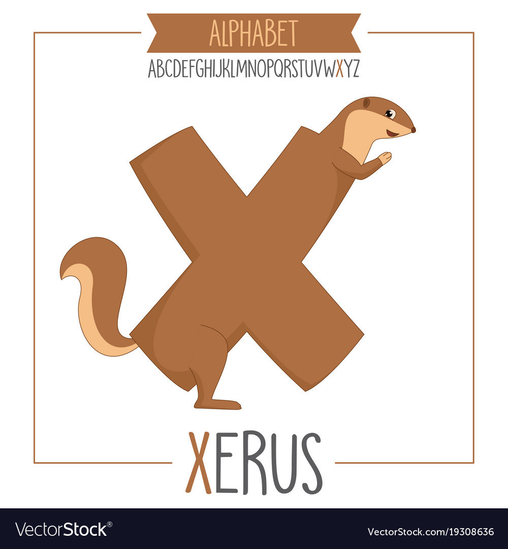 Alphabet letter x and xerus Royalty Free Vector Image