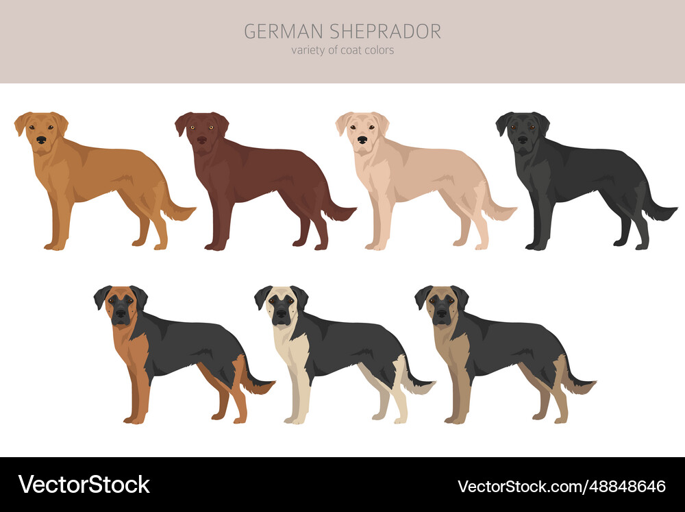 German sheprador clipart shepherd labrador Vector Image