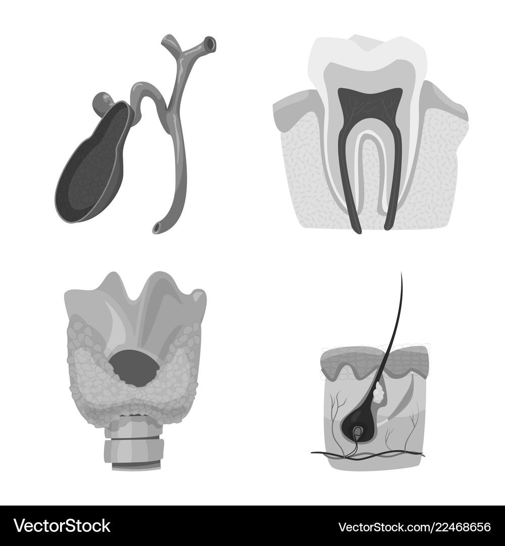 Body and human icon set Royalty Free Vector Image