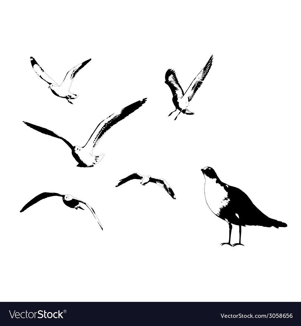 Seagull Royalty Free Vector Image - VectorStock