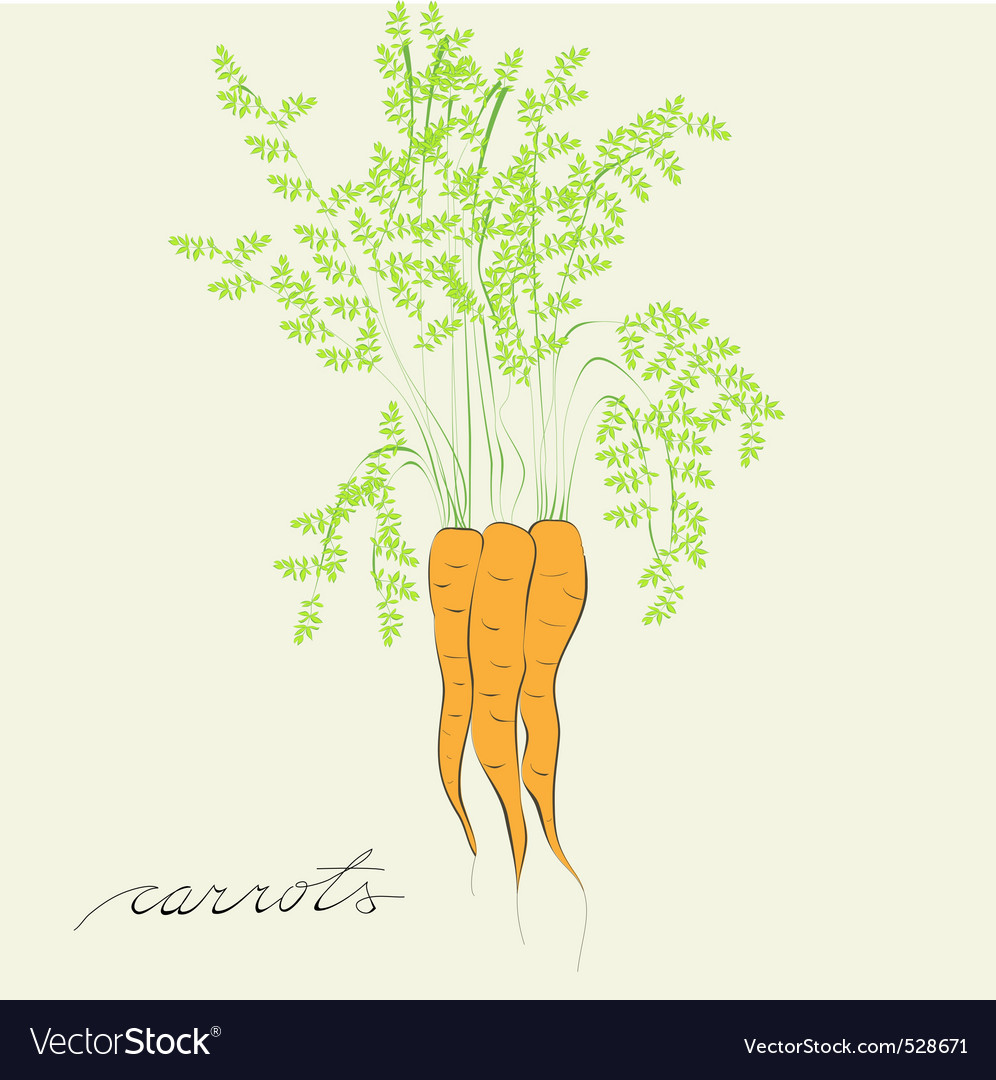 Carrot Royalty Free Vector Image - VectorStock