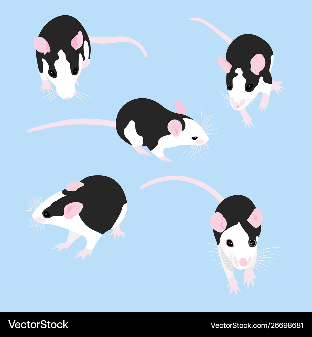 Set pet rat decorative domestic cute Royalty Free Vector