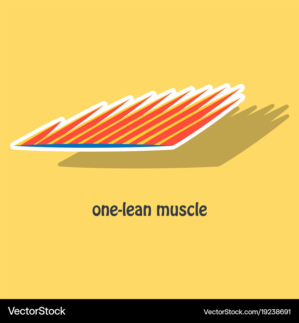 Sticker structure skeletal muscle anatomy Vector Image