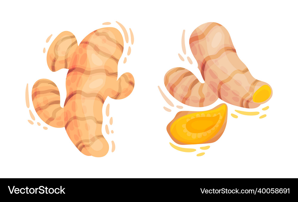 Turmeric rhizome or root isolated on white Vector Image