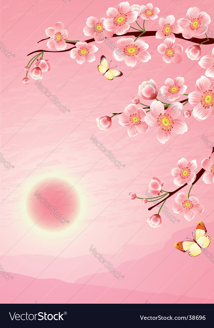 Cherry Blossom Spring Royalty Free Vector Image