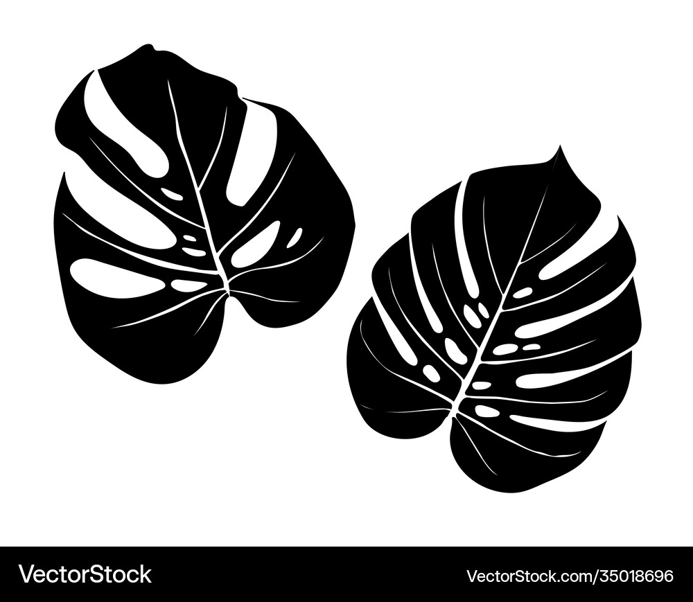 Monstera deliciosa plant leaf from tropical forest