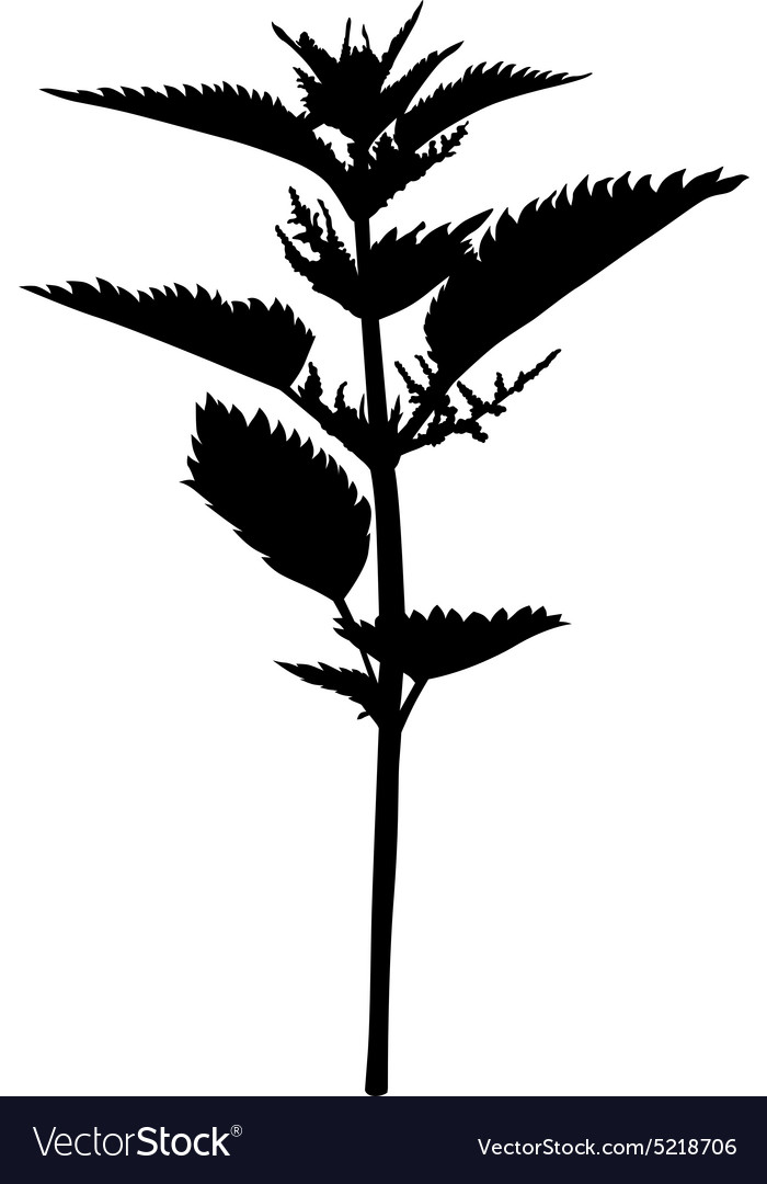 Nettle Royalty Free Vector Image - VectorStock