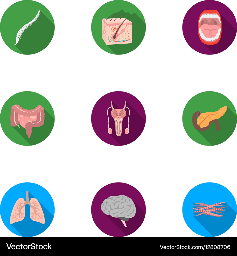 Organs set icons in flat style big collection Vector Image