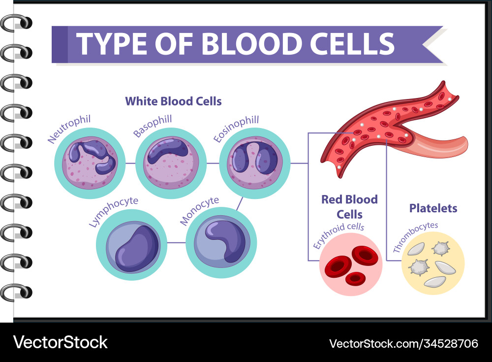 Type blood cells medical information Royalty Free Vector