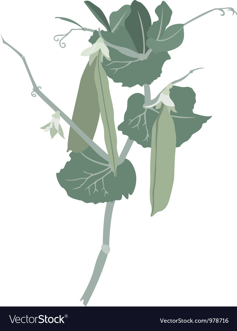 Peas Royalty Free Vector Image - VectorStock