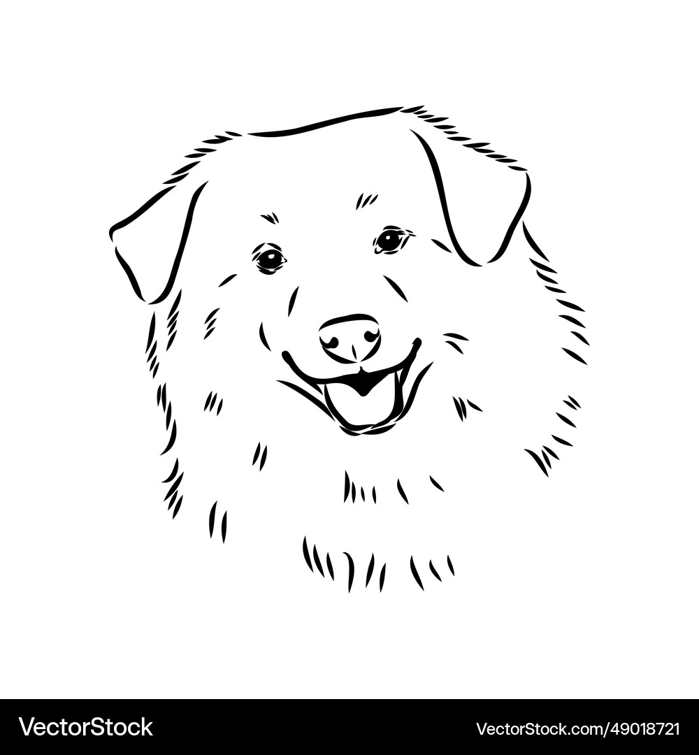 Aidi dog sketch outline pencil drawing artwork Vector Image