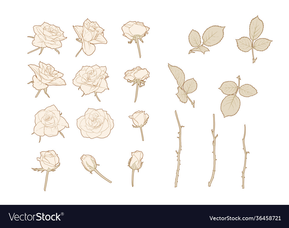 Roses flowers clip art set elements for design Vector Image
