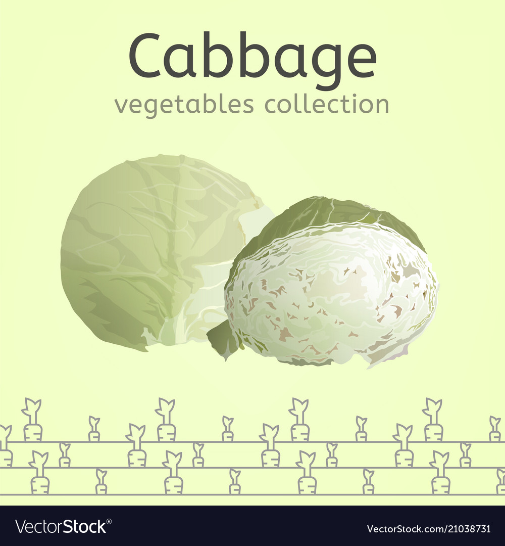 Cabbage image Royalty Free Vector Image - VectorStock