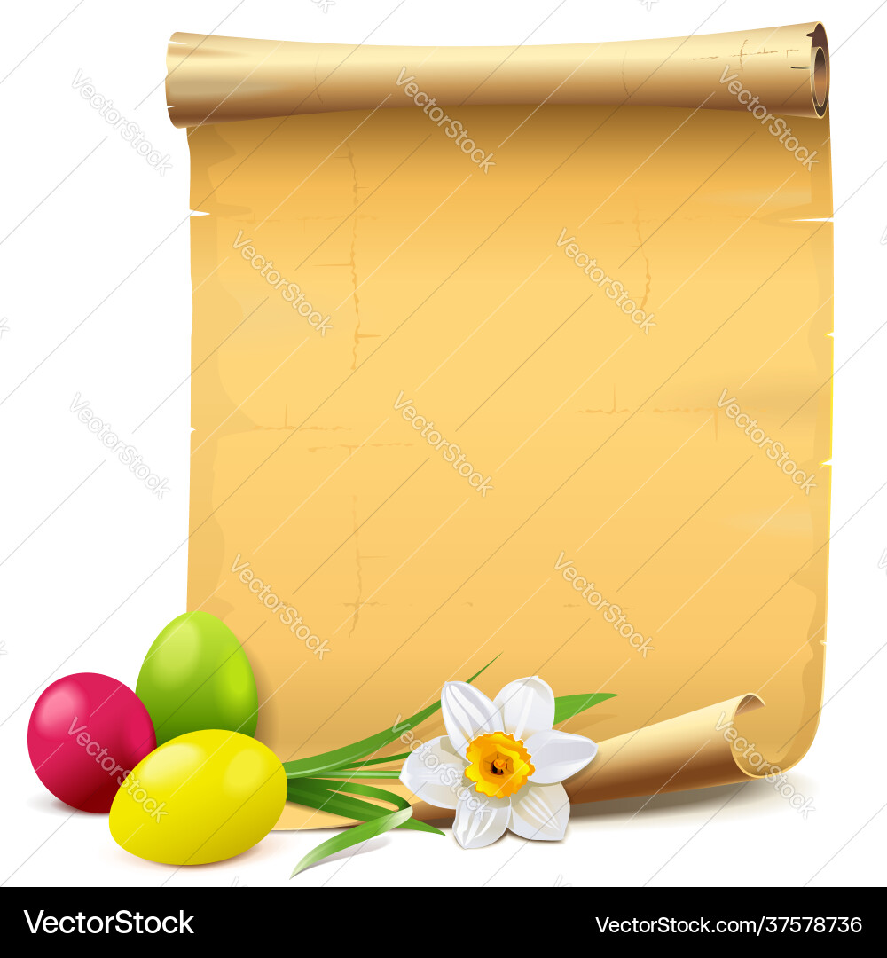 Easter paper scroll with narcissus Royalty Free Vector Image