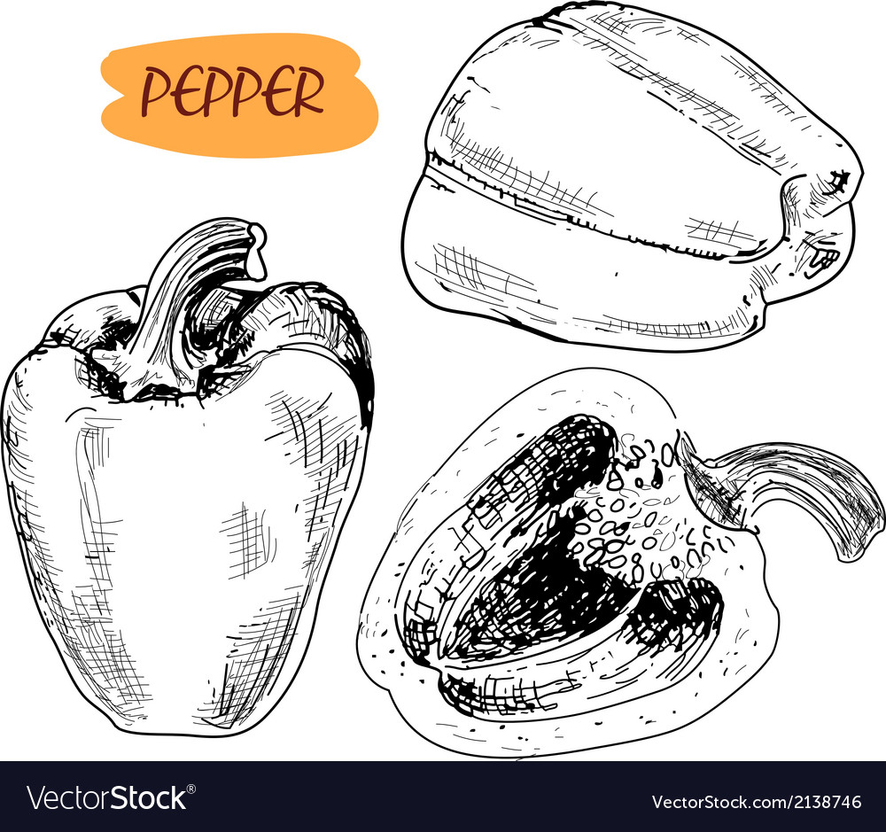 Pepper Royalty Free Vector Image - VectorStock