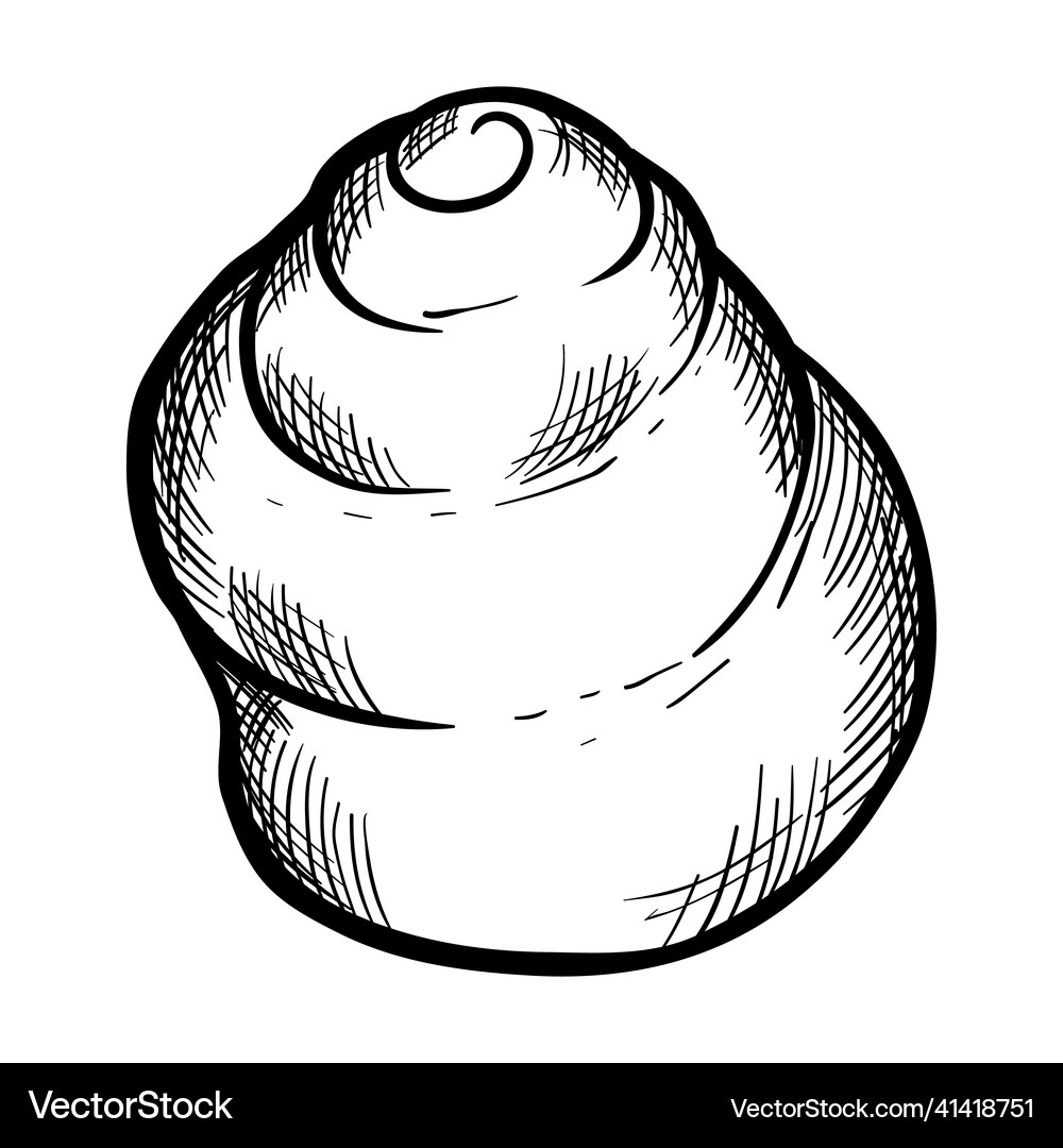 Stylized of shell marine fauna Royalty Free Vector Image