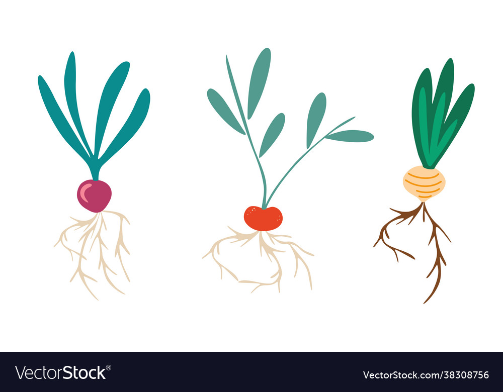 Root vegetables set different tuberous Royalty Free Vector
