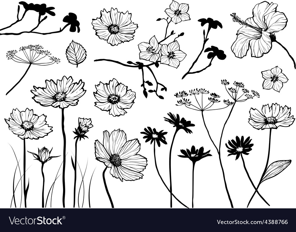 Floral elements Royalty Free Vector Image - VectorStock