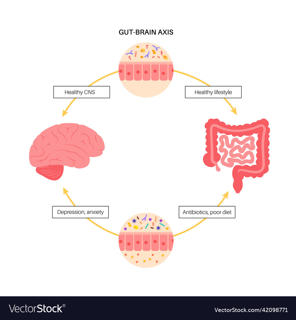 Gut-Brain Axis & Microbiome Royalty Free Vector Image
