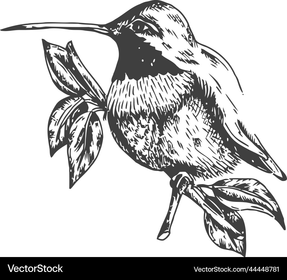 Hummingbird bird sketch hand drawn Royalty Free Vector Image