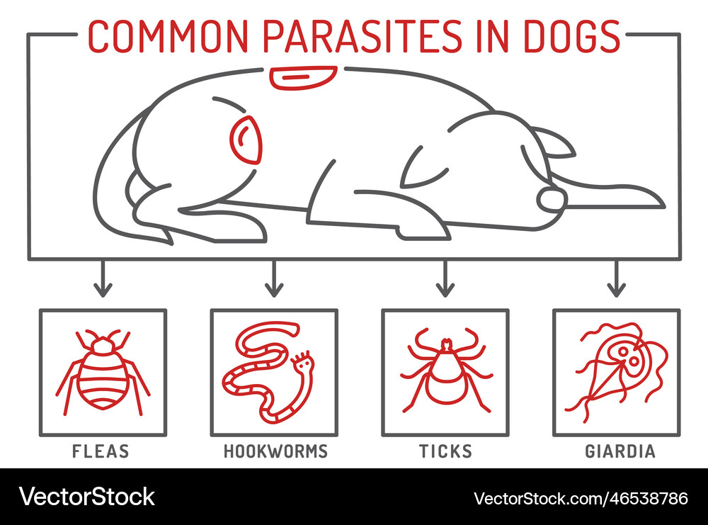 Common external and internal parasites in dogs Vector Image