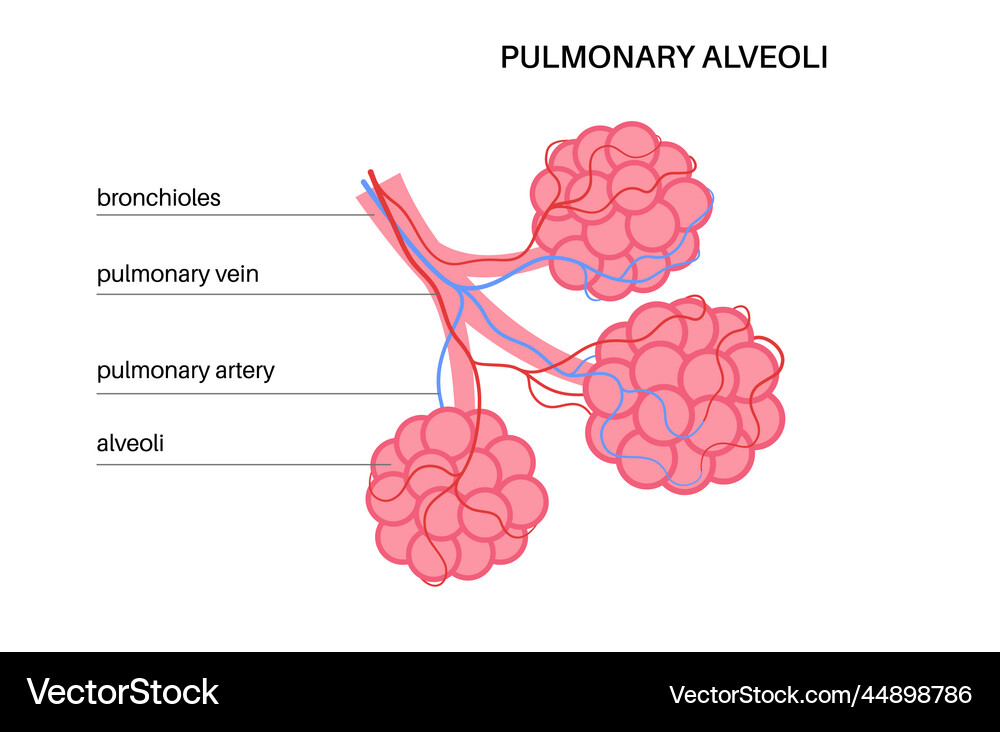 Human respiratory system Royalty Free Vector Image