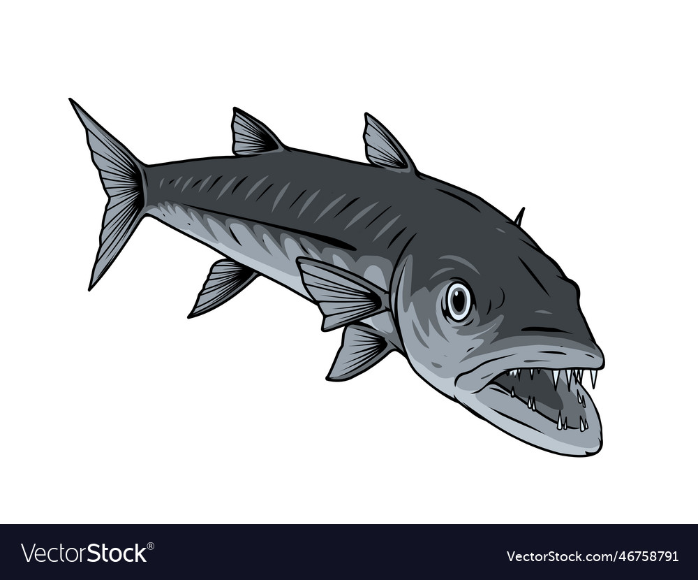 Baracuda Royalty Free Vector Image - VectorStock