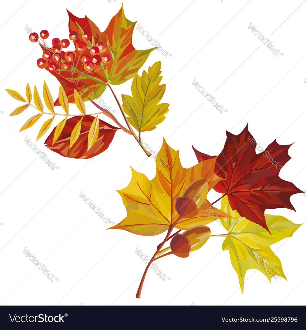 Autumn leaves composition white background Vector Image