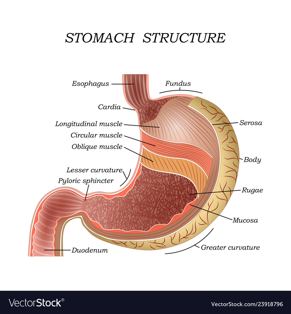The Structure Of The Human Stomach Royalty Free Vector Image