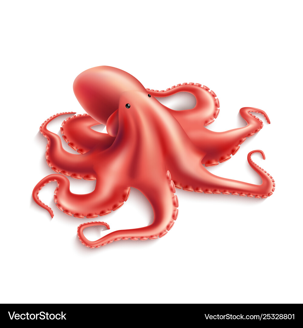Realistic octopus marine squid 3d mollusk Vector Image