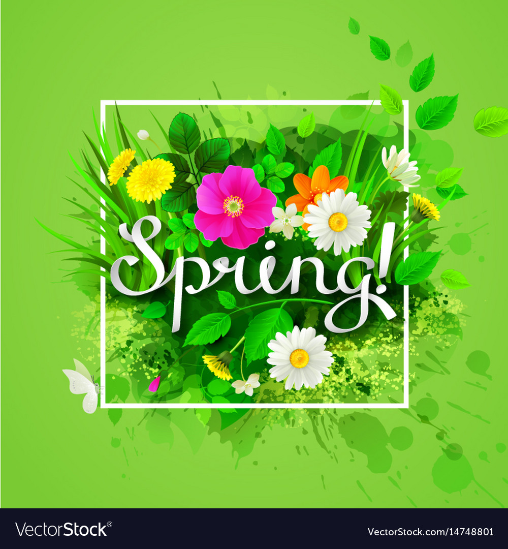 Spring composition with flowering chamomiles Vector Image