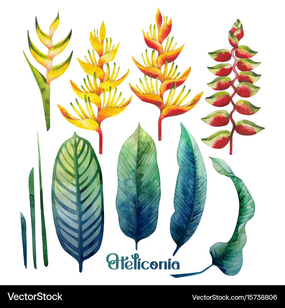 Watercolor heliconia collection Royalty Free Vector Image