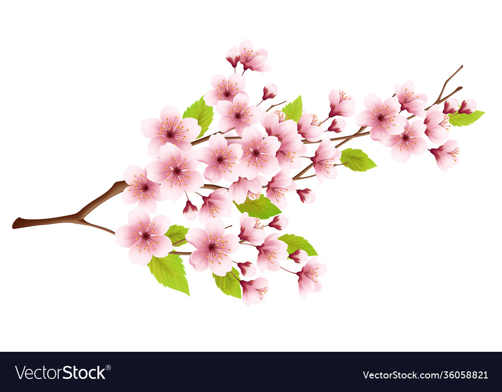 Branch spring blossoming cherry isolated Vector Image