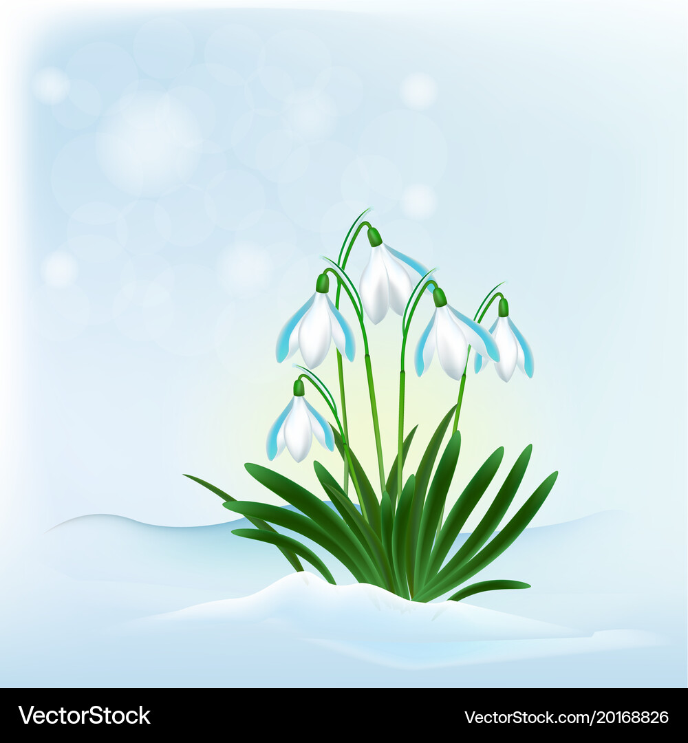 Flowers snowdrops from the snow Royalty Free Vector Image