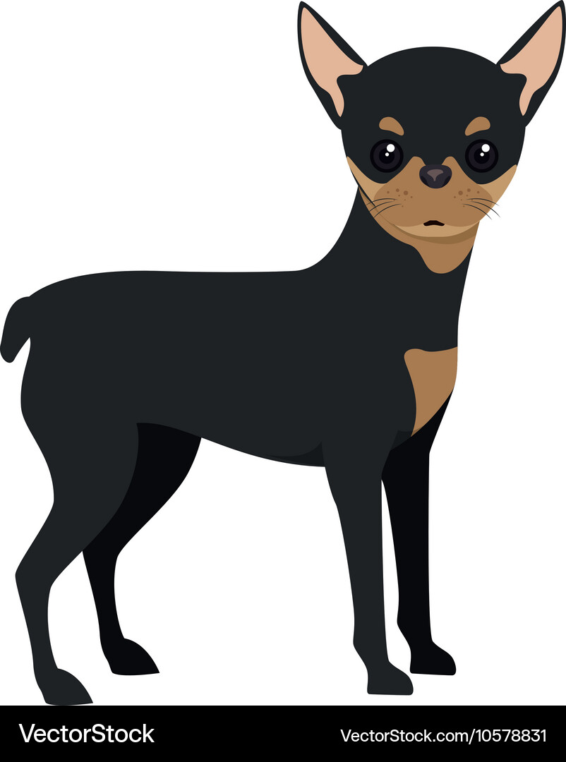 Pinscher dog cartoon Royalty Free Vector Image