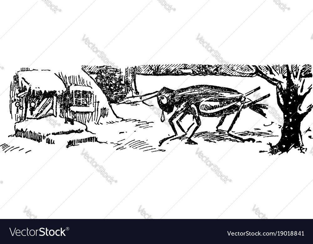 A Scene From Story Ant And Cricket Royalty Free Vector Image