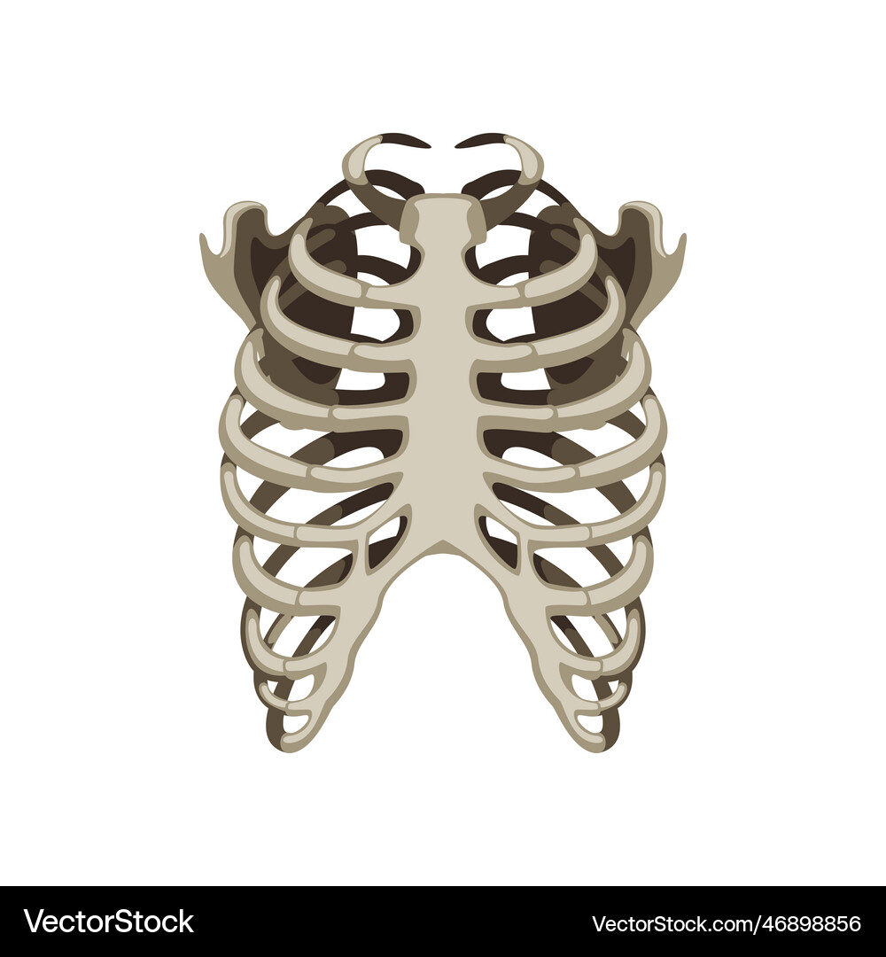 Realistic human skeleton rib cage cartoon Vector Image