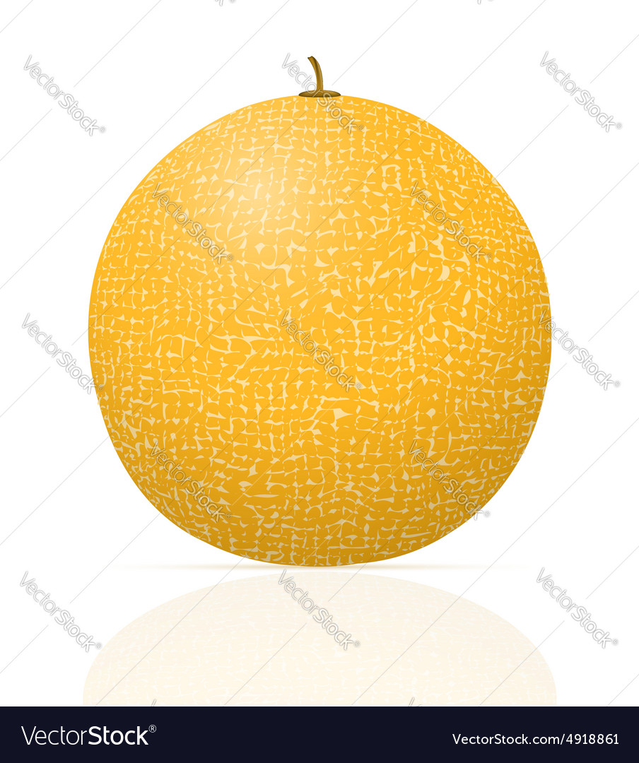 Melon 01 Royalty Free Vector Image - VectorStock