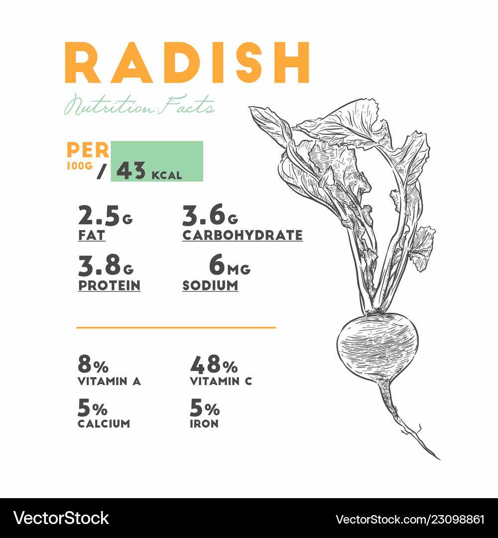 Set radish health benefits Royalty Free Vector Image