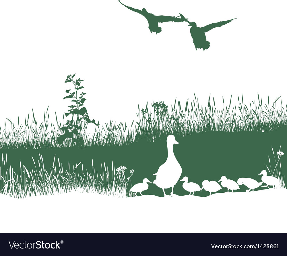 Wild duck spring Royalty Free Vector Image - VectorStock