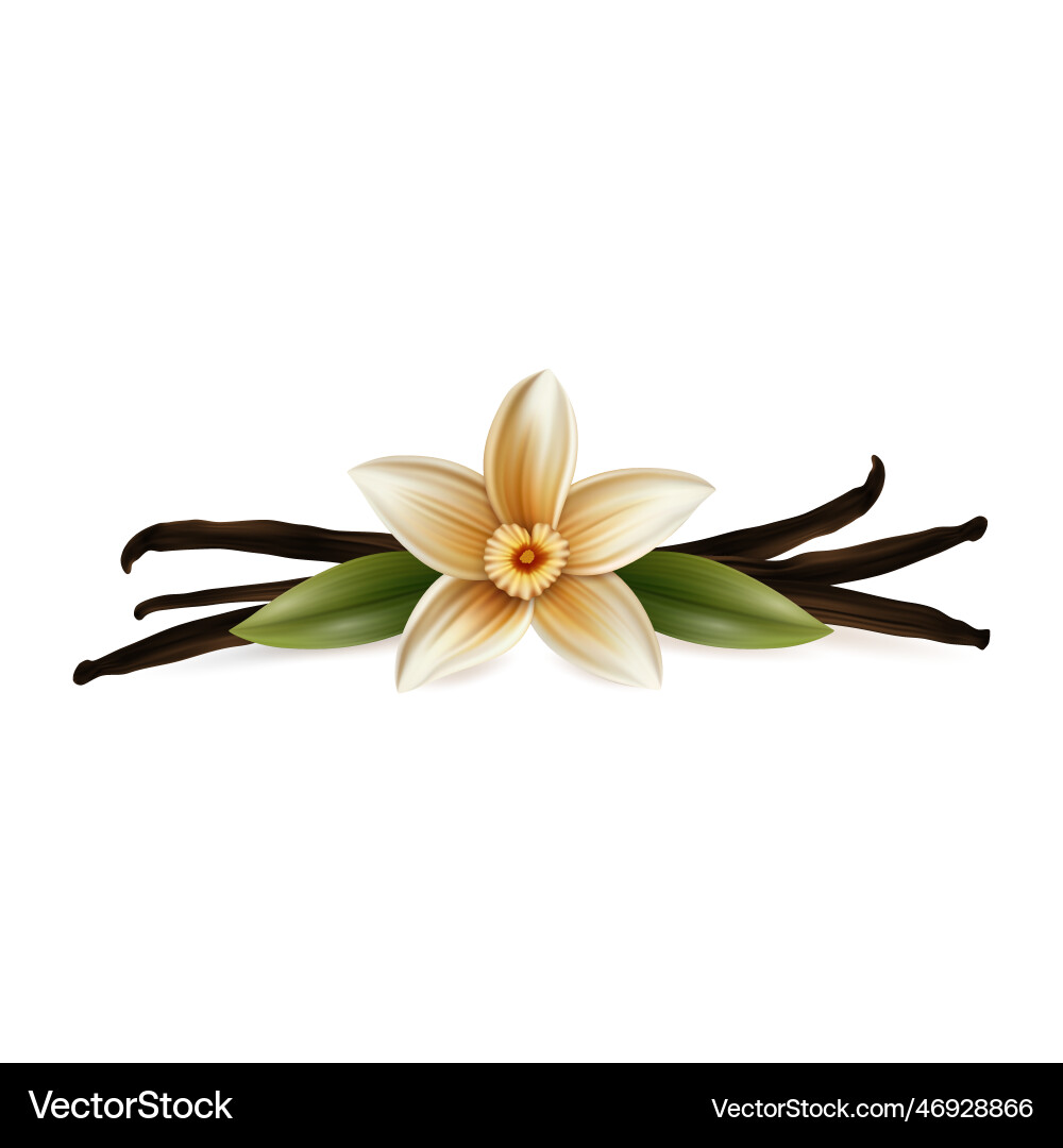 3d realistic sweet scented fresh vanilla Vector Image