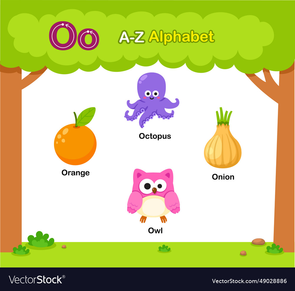 Alphabet letter o education vocabulary Royalty Free Vector