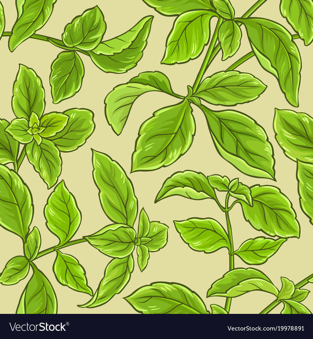 Basil pattern Royalty Free Vector Image - VectorStock