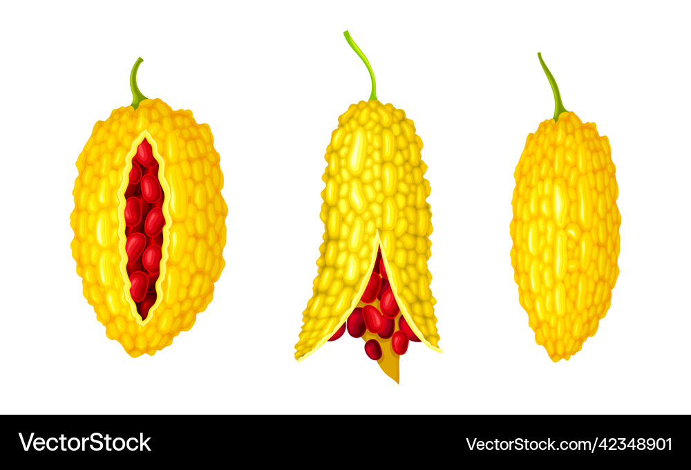Ripe momordica charantia exotic fruit set Vector Image