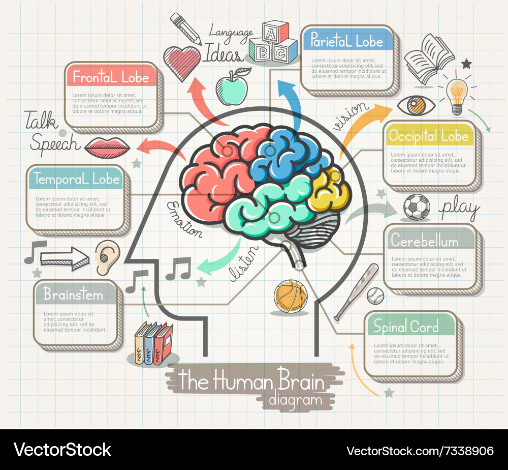 Human brain diagram doodles icons set Royalty Free Vector