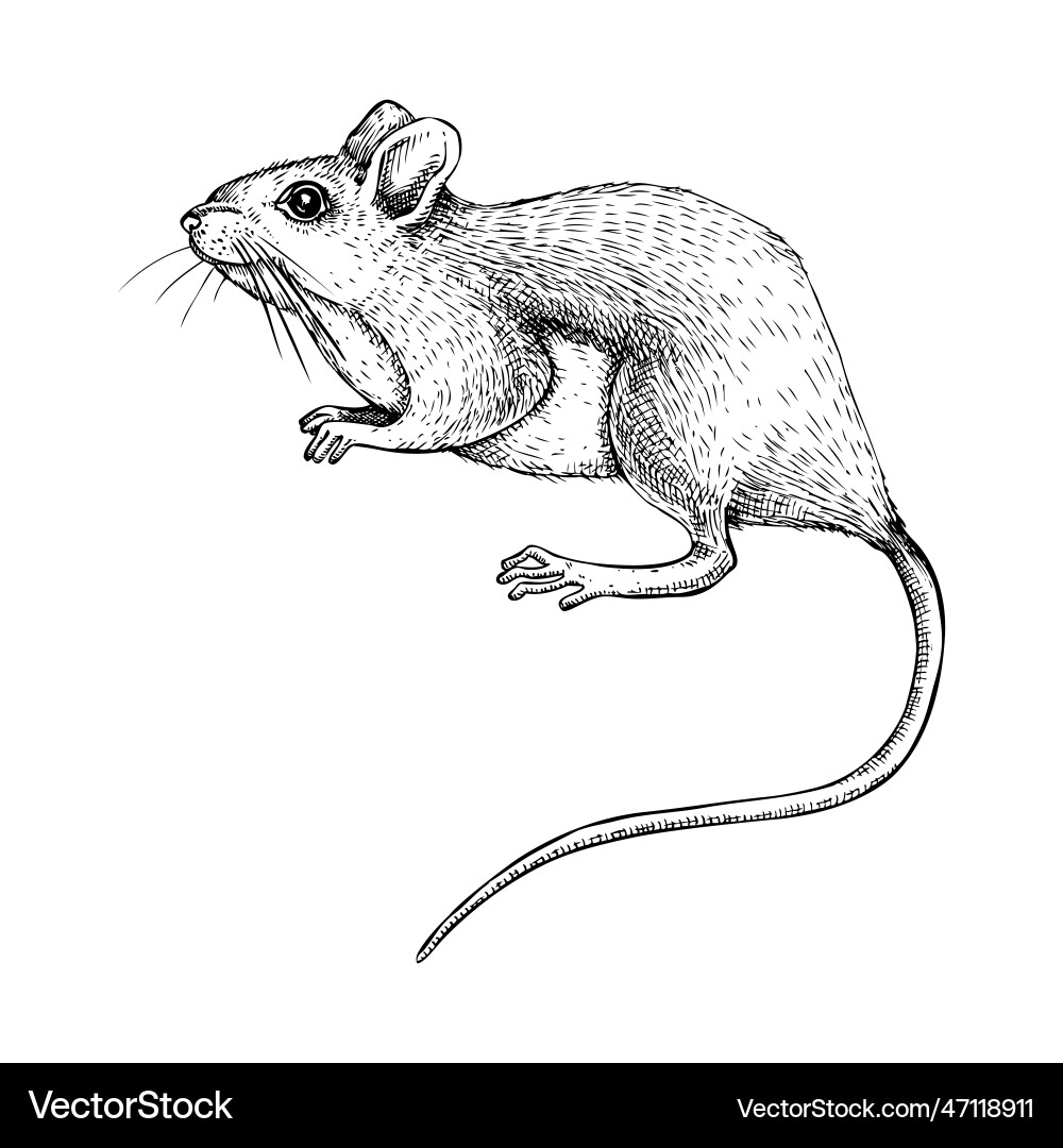 Field mouse sketch hand drawn wildlife in e Vector Image